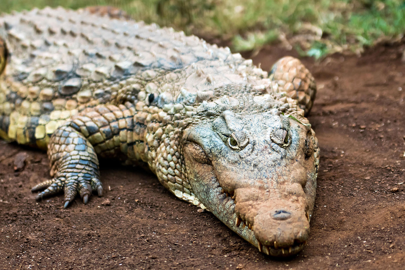 Home - Ubizane Zululand Safari & Tree Lodge