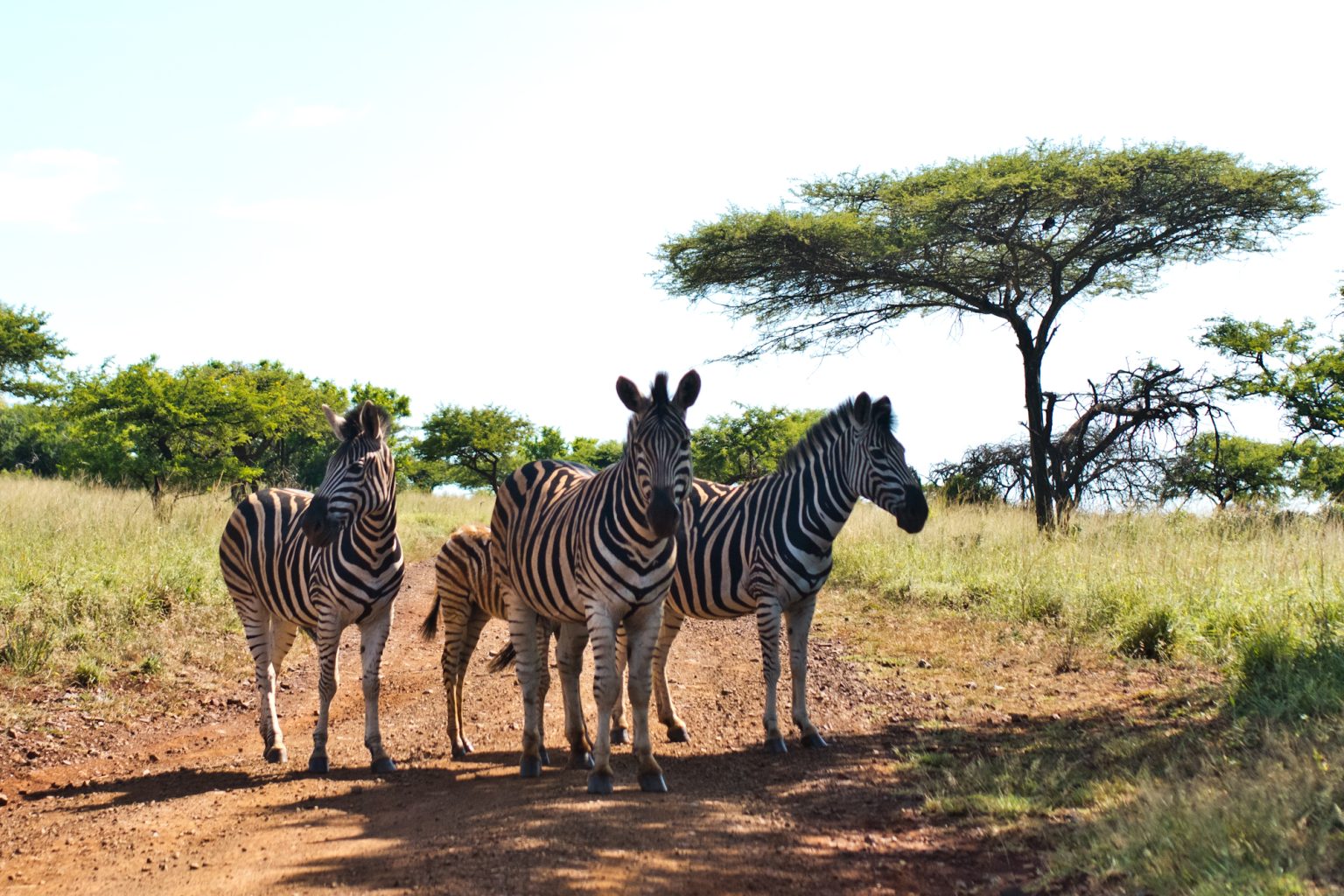 Home - Ubizane Zululand Safari & Tree Lodge